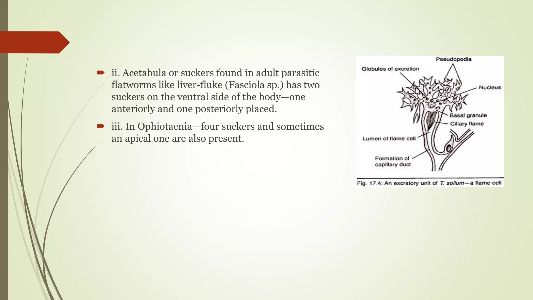parasitic adaptation in helminth.pptx