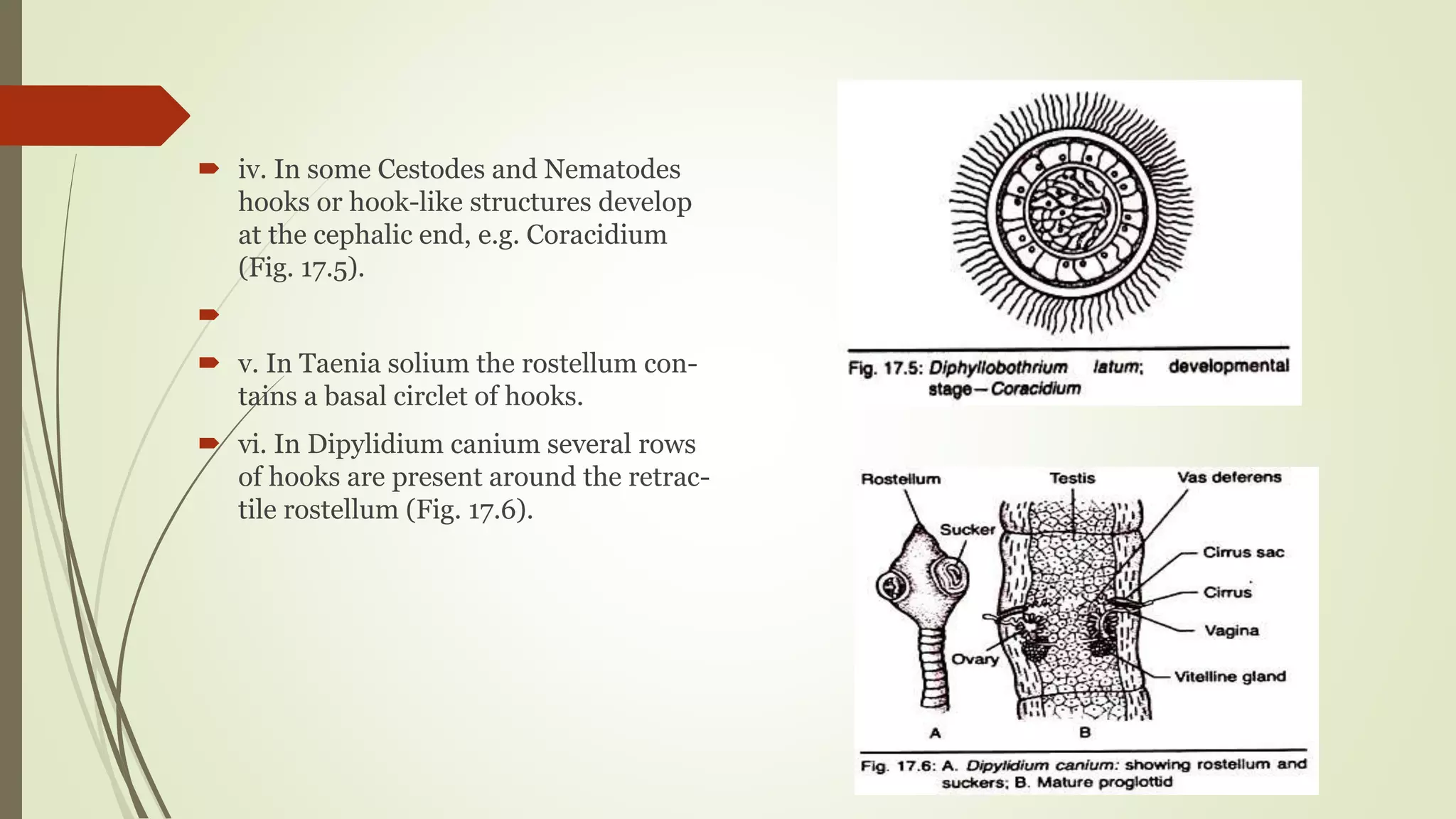 parasitic adaptation in helminth.pptx