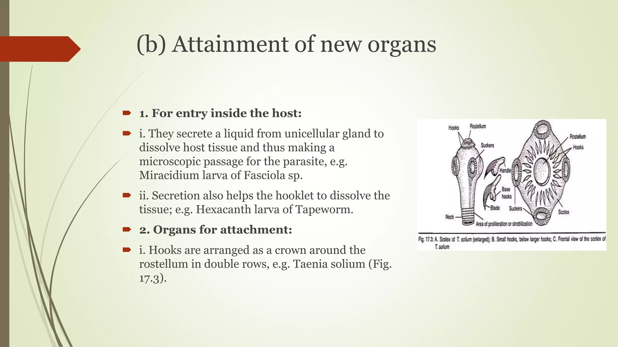 parasitic adaptation in helminth.pptx