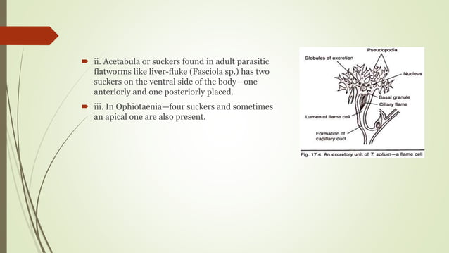 parasitic adaptation in helminth.pptx | Infectious Diseases | Diseases ...