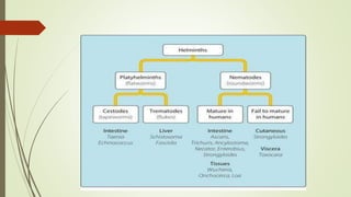 parasitic adaptation in helminth.pptx