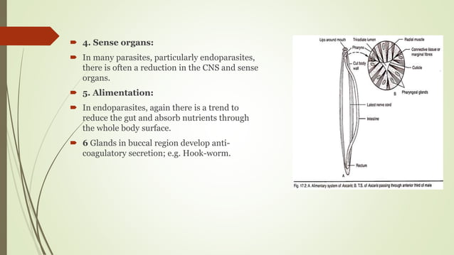 parasitic adaptation in helminth.pptx | Infectious Diseases | Diseases ...