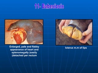 Parasitic affection equine | PPT
