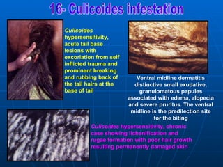 Parasitic affection equine | PPT | Digestive Disorders | Diseases and ...