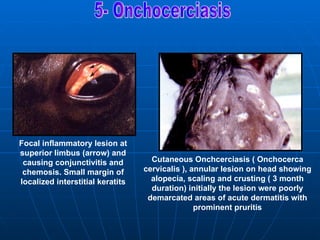 Parasitic affection equine | PPT | Digestive Disorders | Diseases and ...