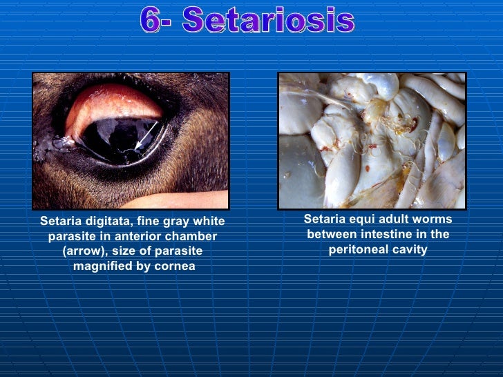 Parasitic affection equine