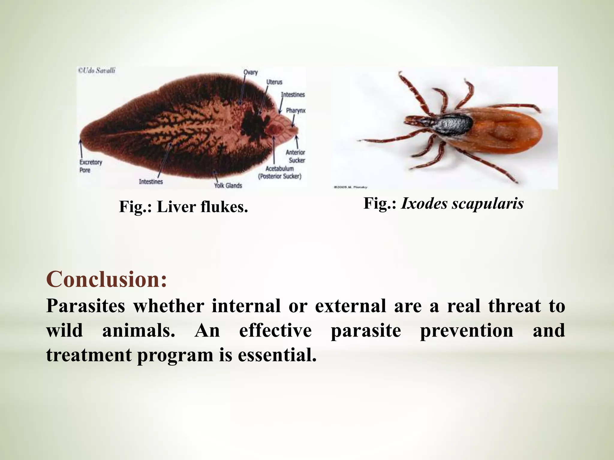 Parasitic disease in wild animals | PPTX