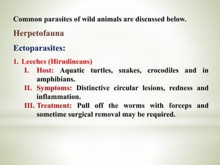 Parasitic disease in wild animals | PPTX