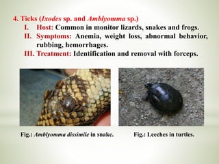 Parasitic disease in wild animals | PPTX