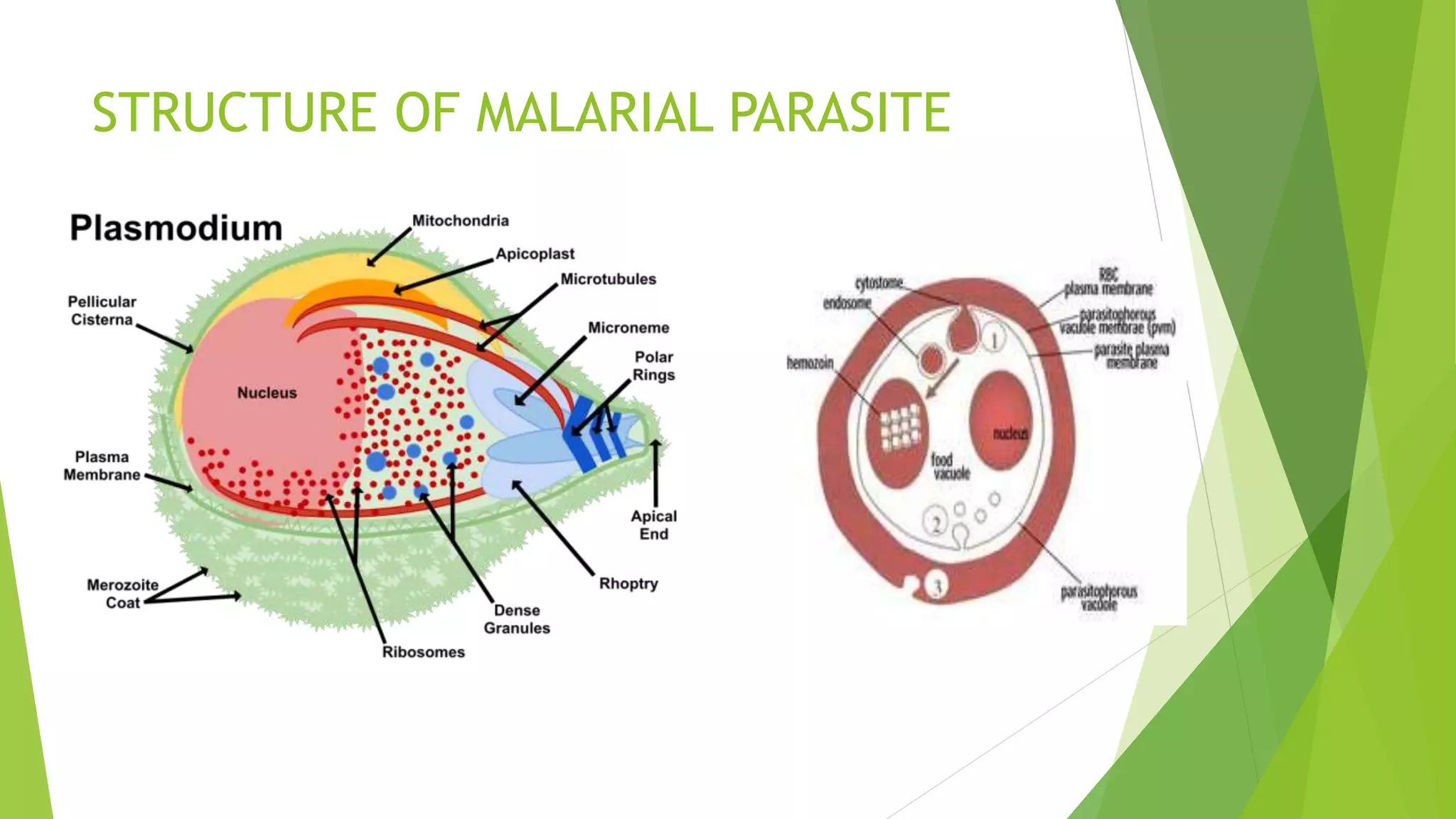PARASITIC DISEASES-1.pptx