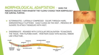PARASITIC DISEASES-1.pptx