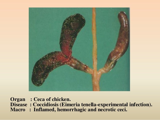 pathology of Parasitic diseases