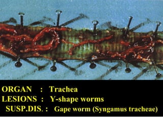 Parasitic diseases | PPT