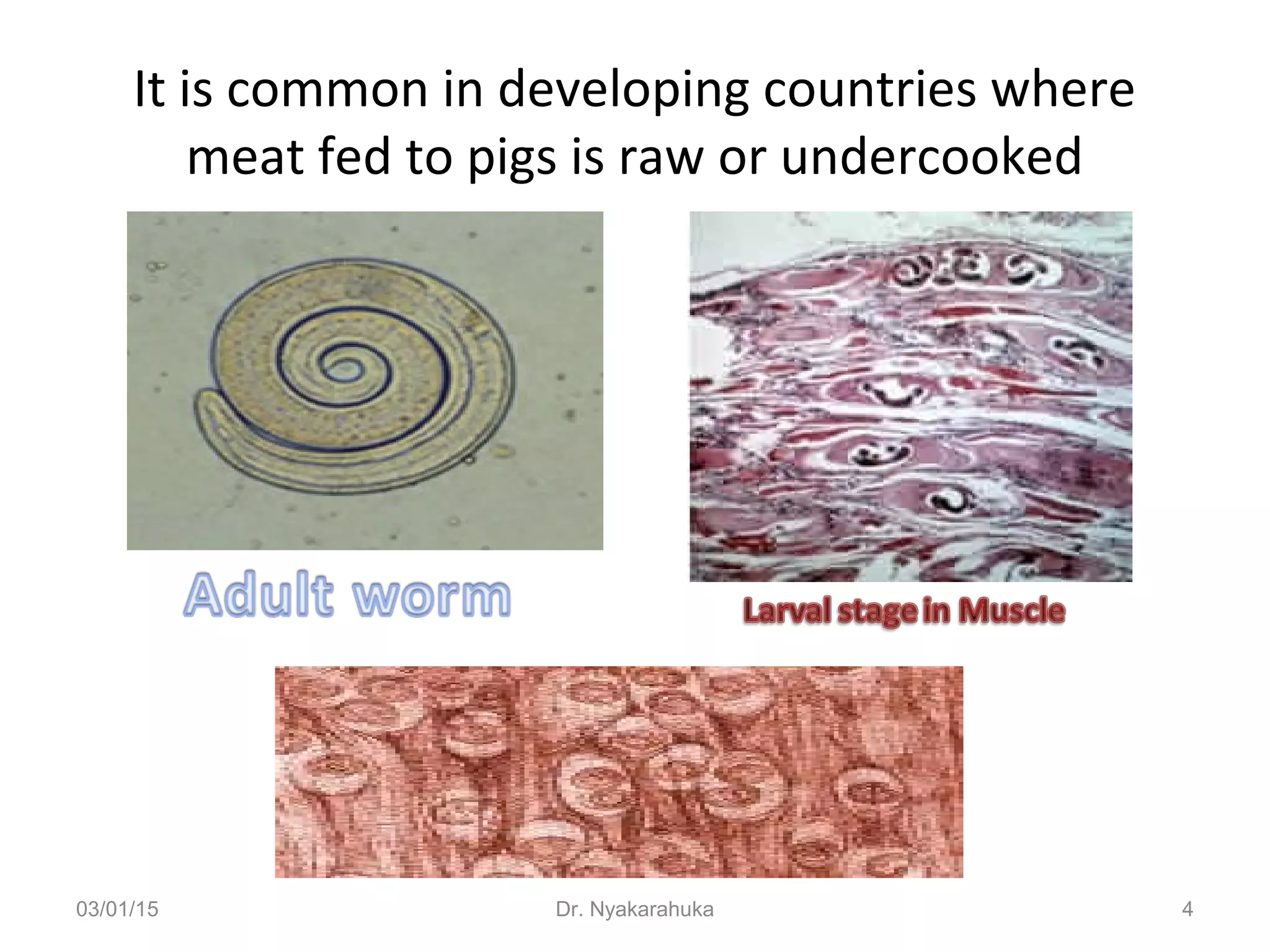 Parasitic diseases important_in_meat_inspection | PPT