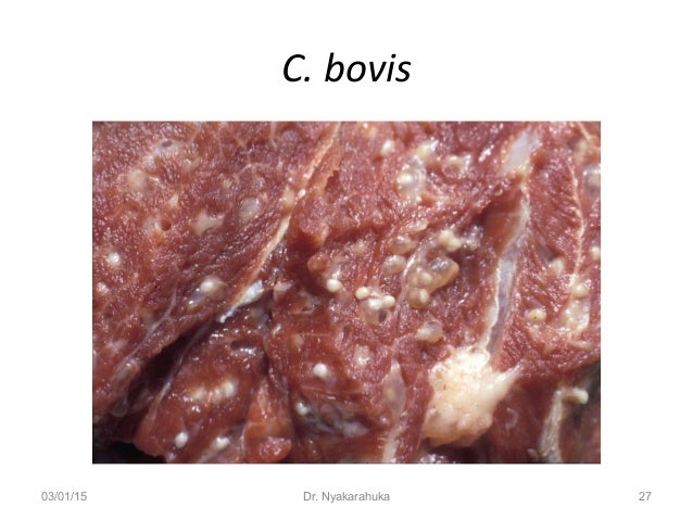 Parasitic diseases important_in_meat_inspection