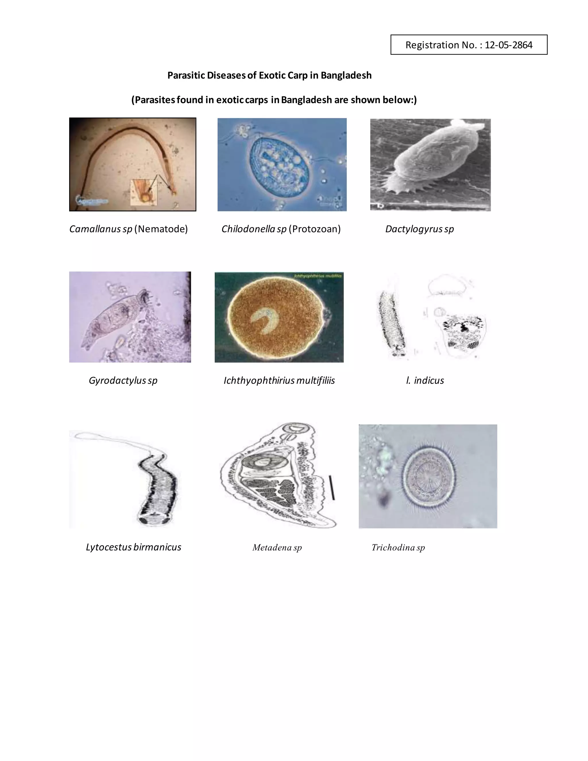 Parasitic diseases of exotic carp in bangladesh | DOCX