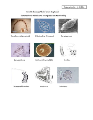 Parasitic diseases of exotic carp in bangladesh | DOCX