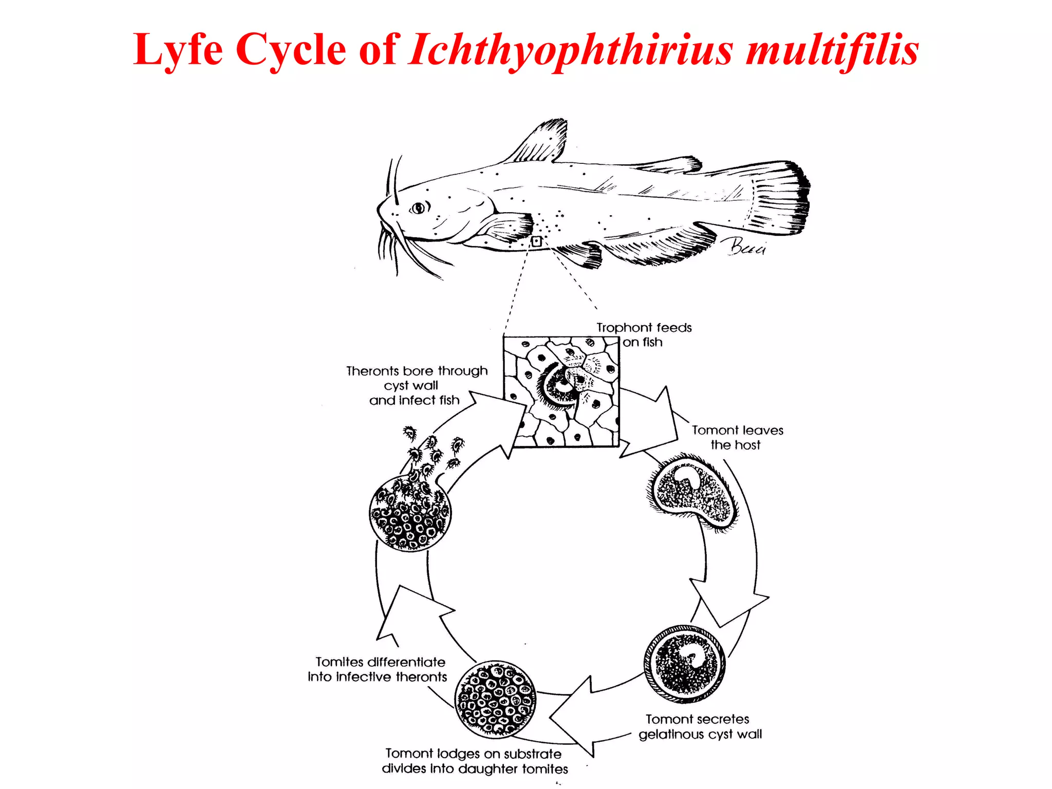 Parasitic diseases of fish | PDF