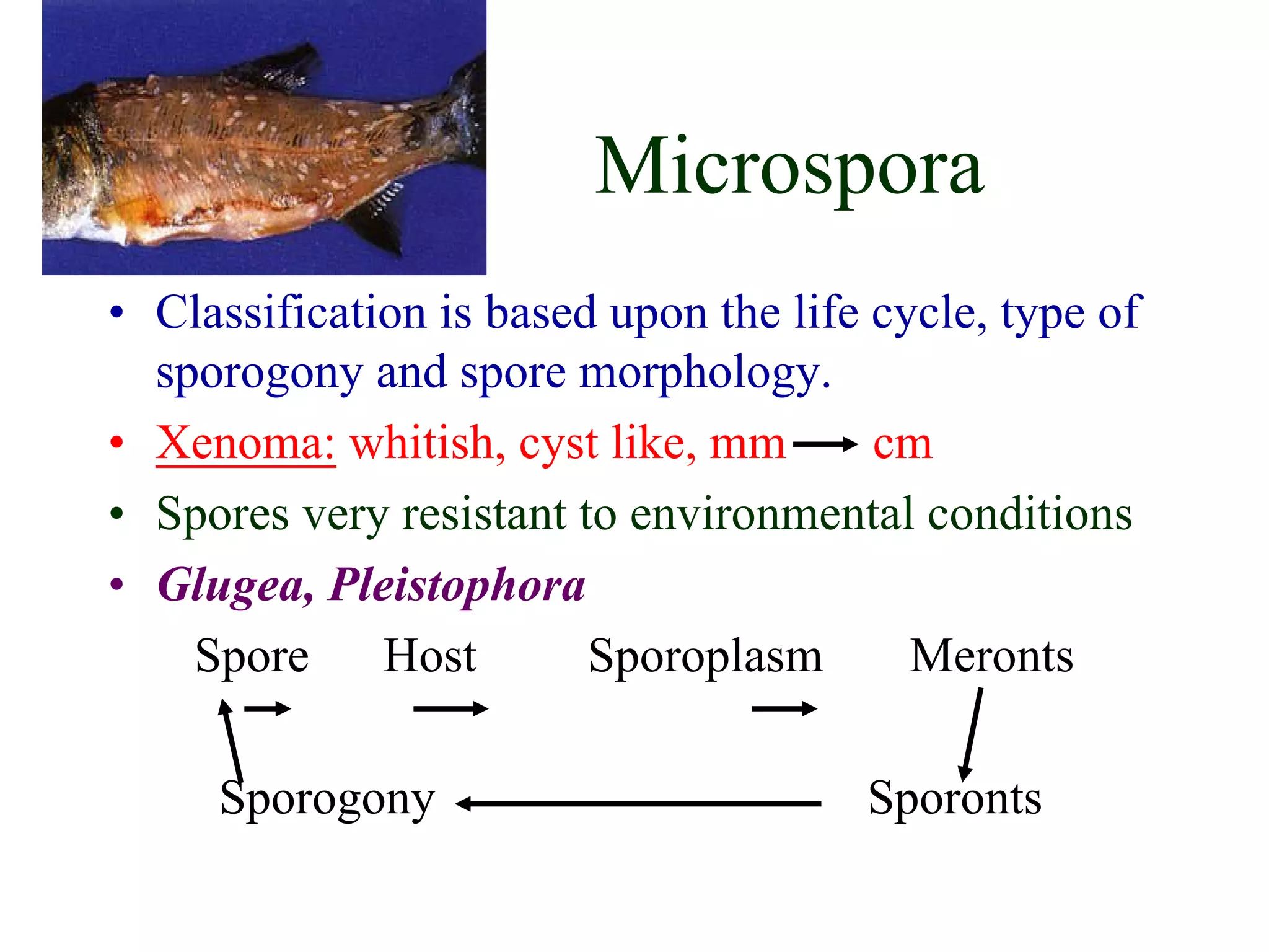 Parasitic diseases of fish | PDF