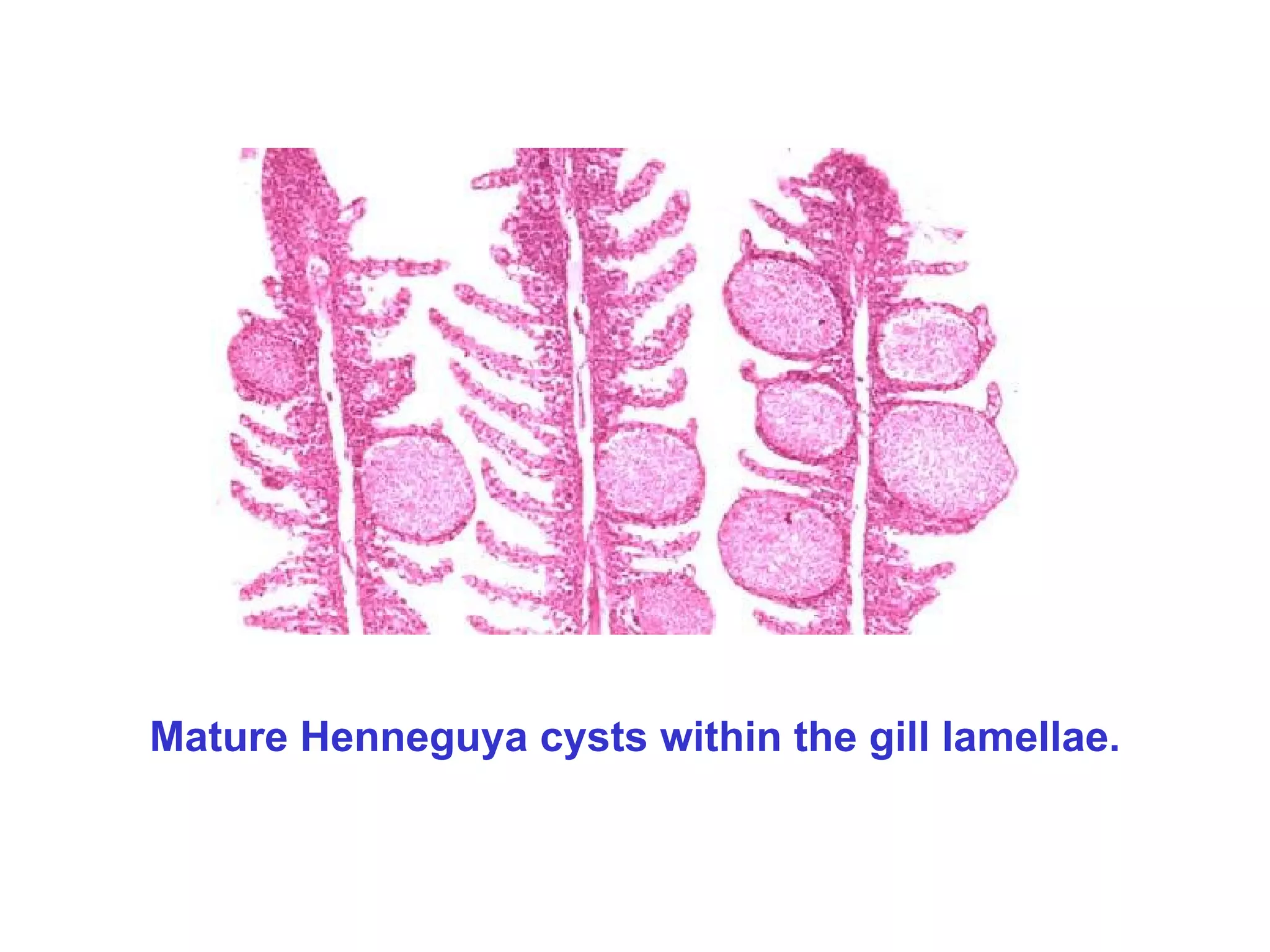 Parasitic diseases of fish | PDF