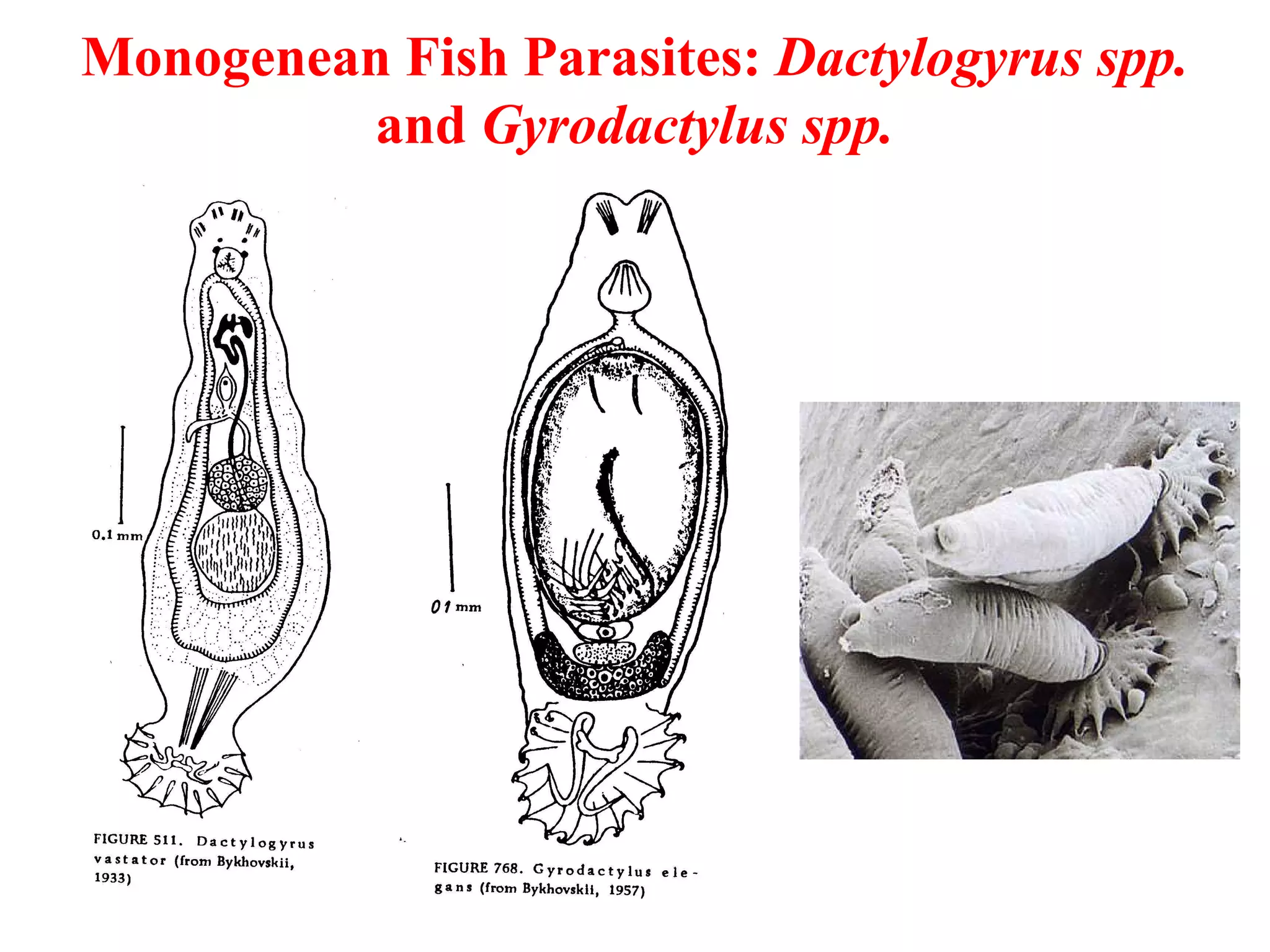 Parasitic diseases of fish | PDF