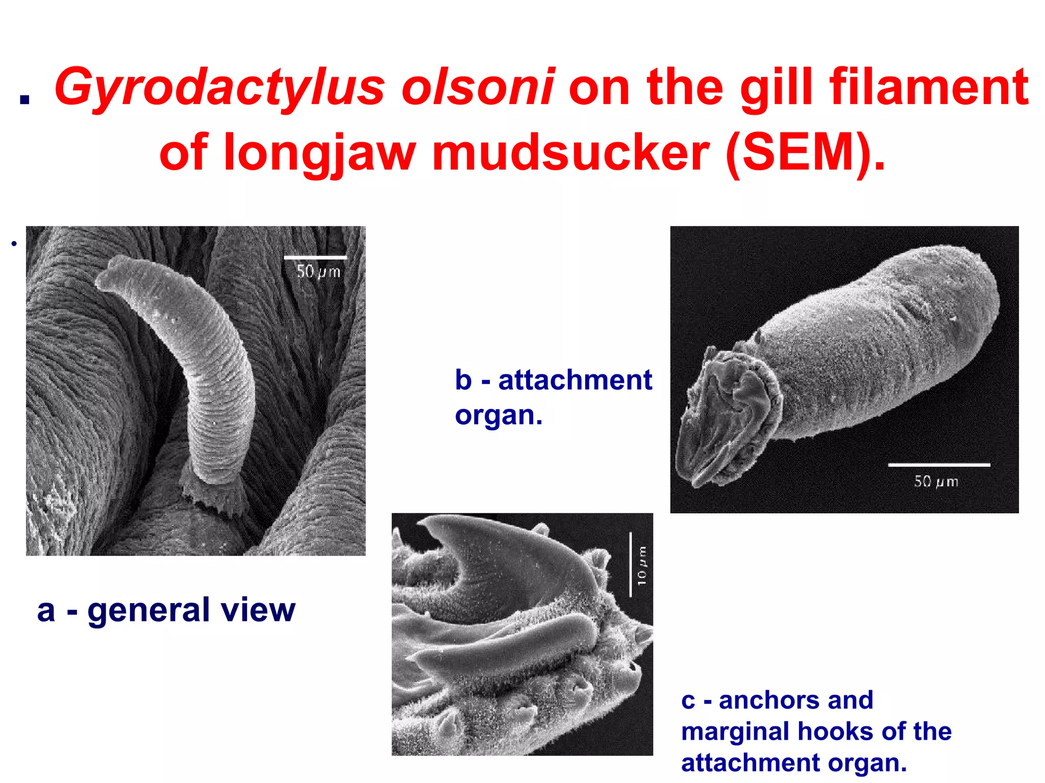 Parasitic diseases of fish | PDF