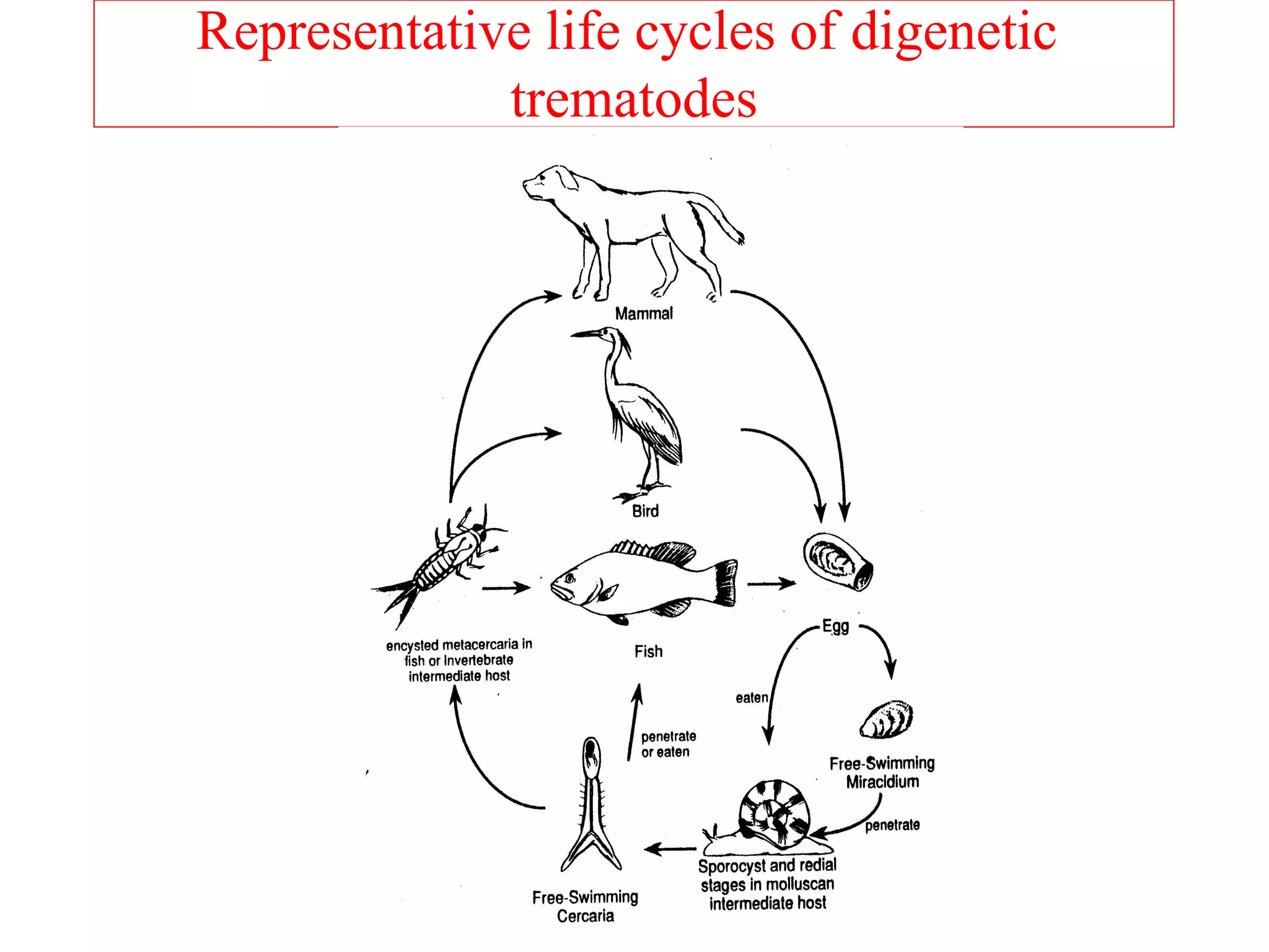 Parasitic diseases of fish | PDF