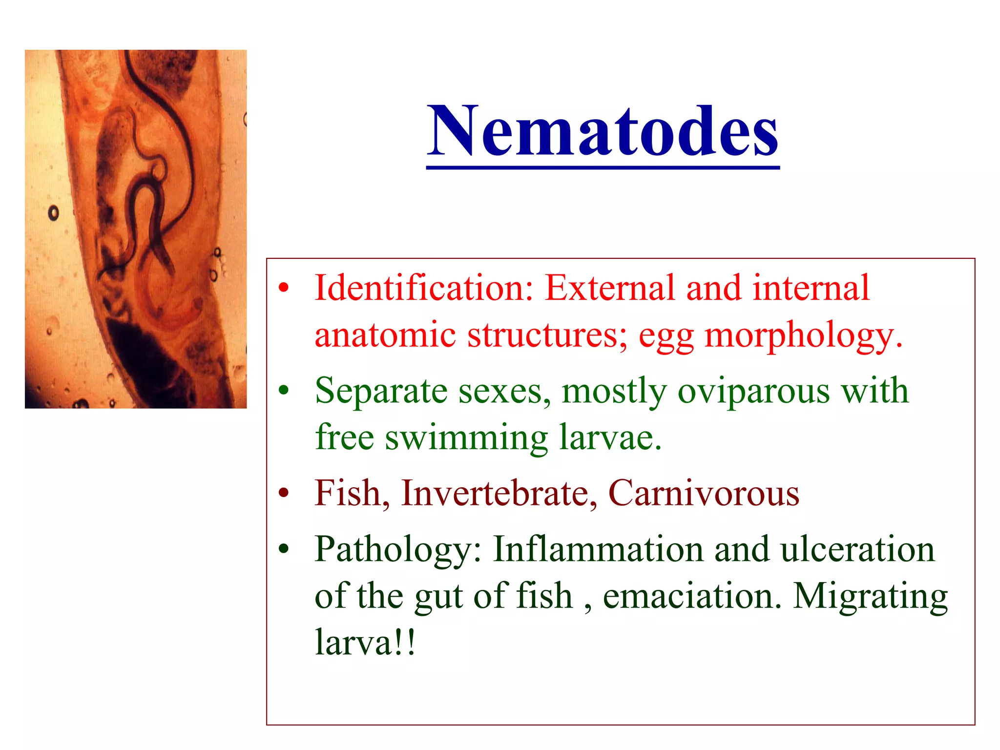 Parasitic diseases of fish | PDF