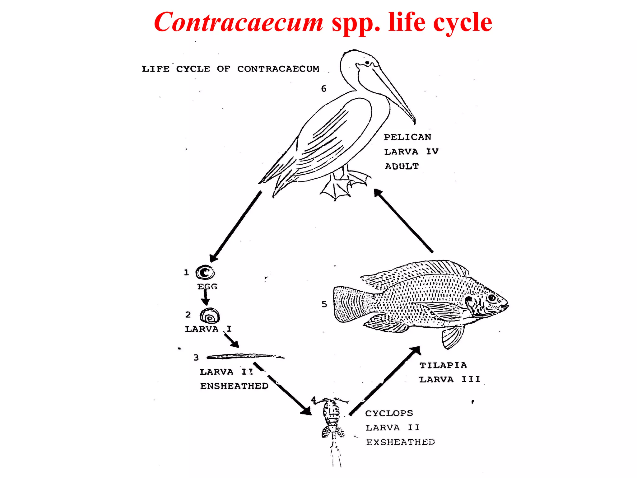 Parasitic diseases of fish | PDF
