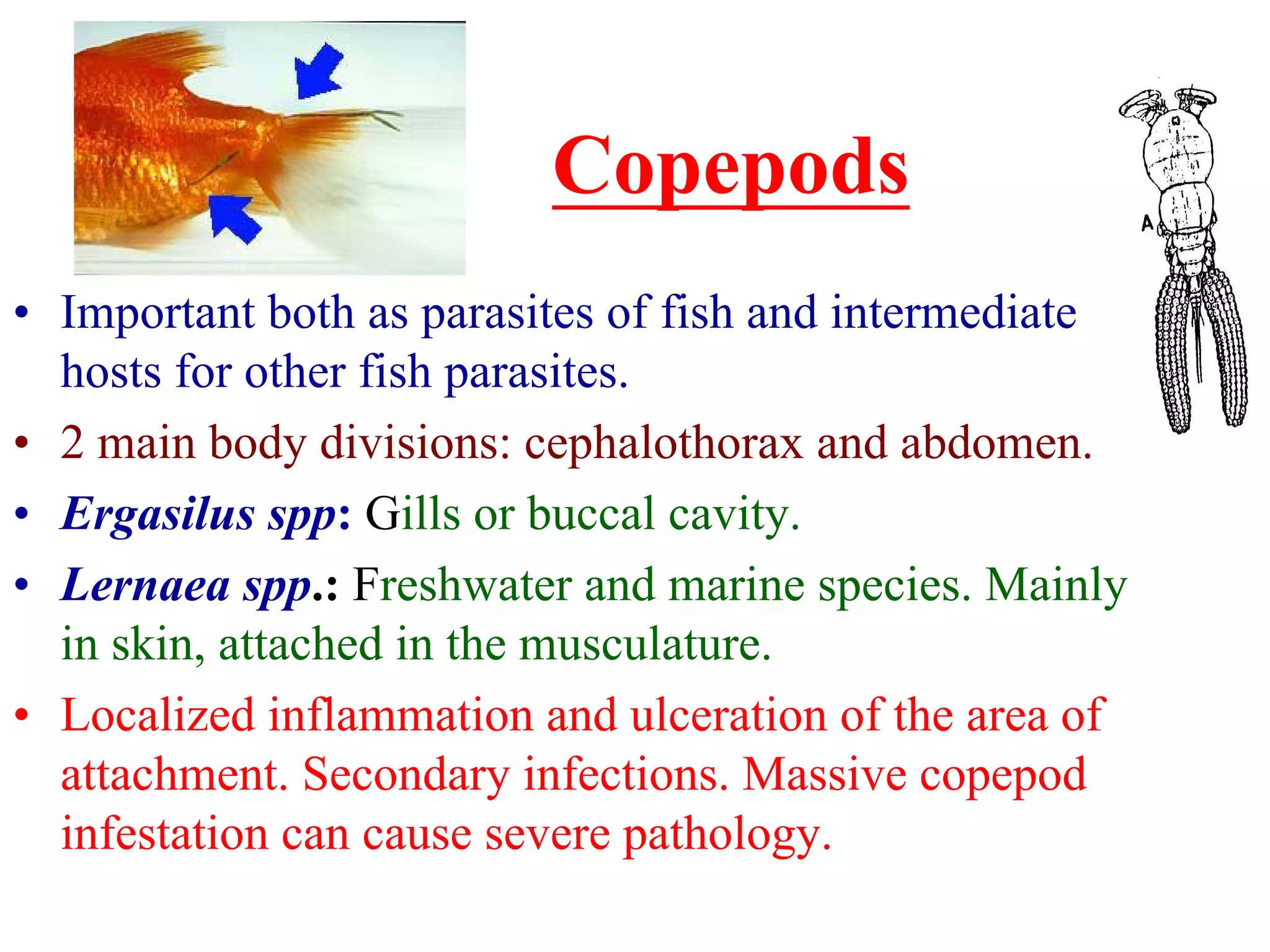 Parasitic diseases of fish | PDF