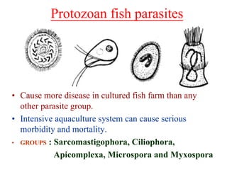 Parasitic diseases of fish | PPT