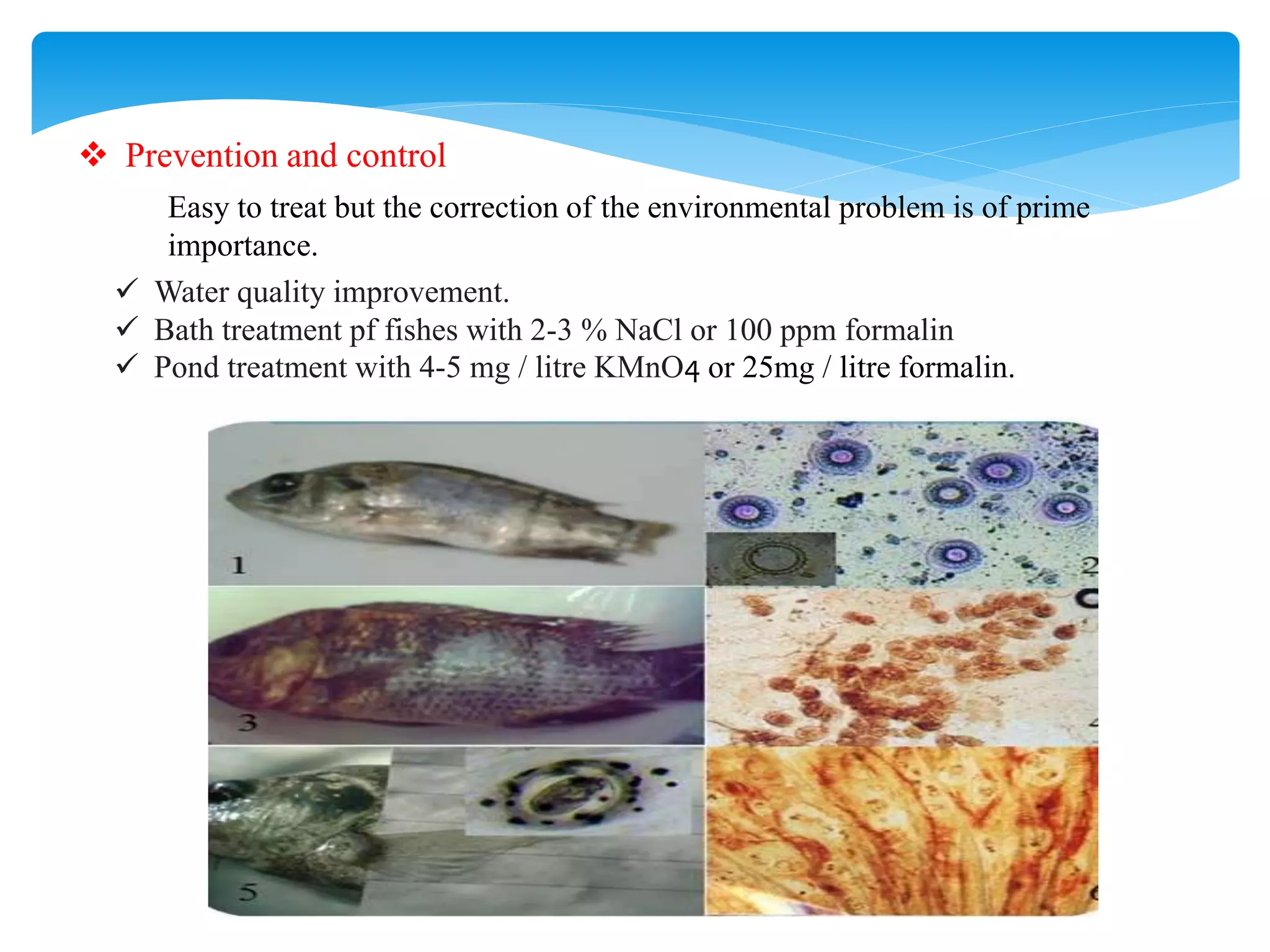 PARASITIC DISEASES OF FISHES.pptx