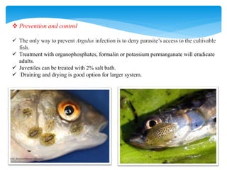 PARASITIC DISEASES OF FISHES.pptx | Fish and Aquariums | Pets