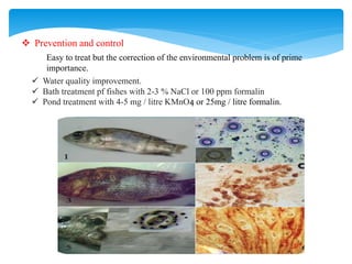 PARASITIC DISEASES OF FISHES.pptx