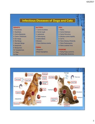 Isospora Dog And Cat Protozoa