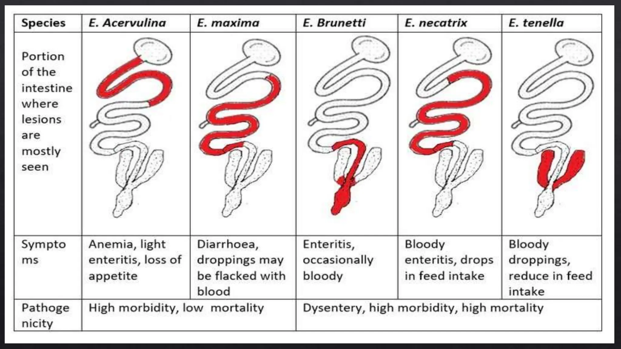 Pathology of parasitic diseases of poultry.pptx