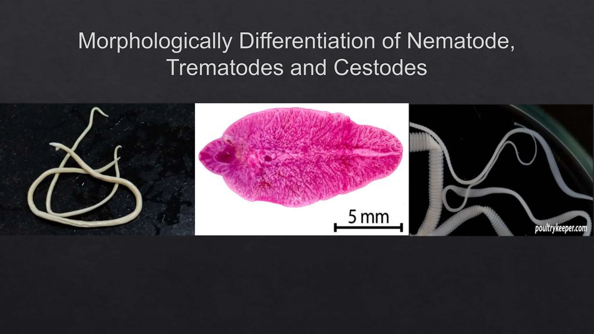 Pathology of parasitic diseases of poultry.pptx