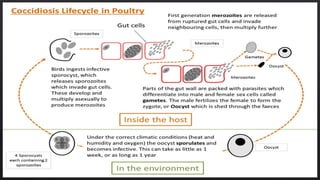 Pathology of parasitic diseases of poultry.pptx