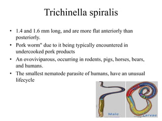 Parasitic-food borne diseases | PPTX