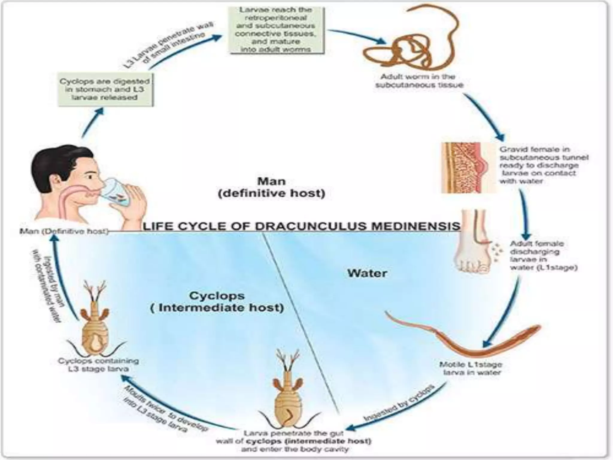Parasitic infection of Skin, Soft tissue and Muskuloskeletal tissues.pptx