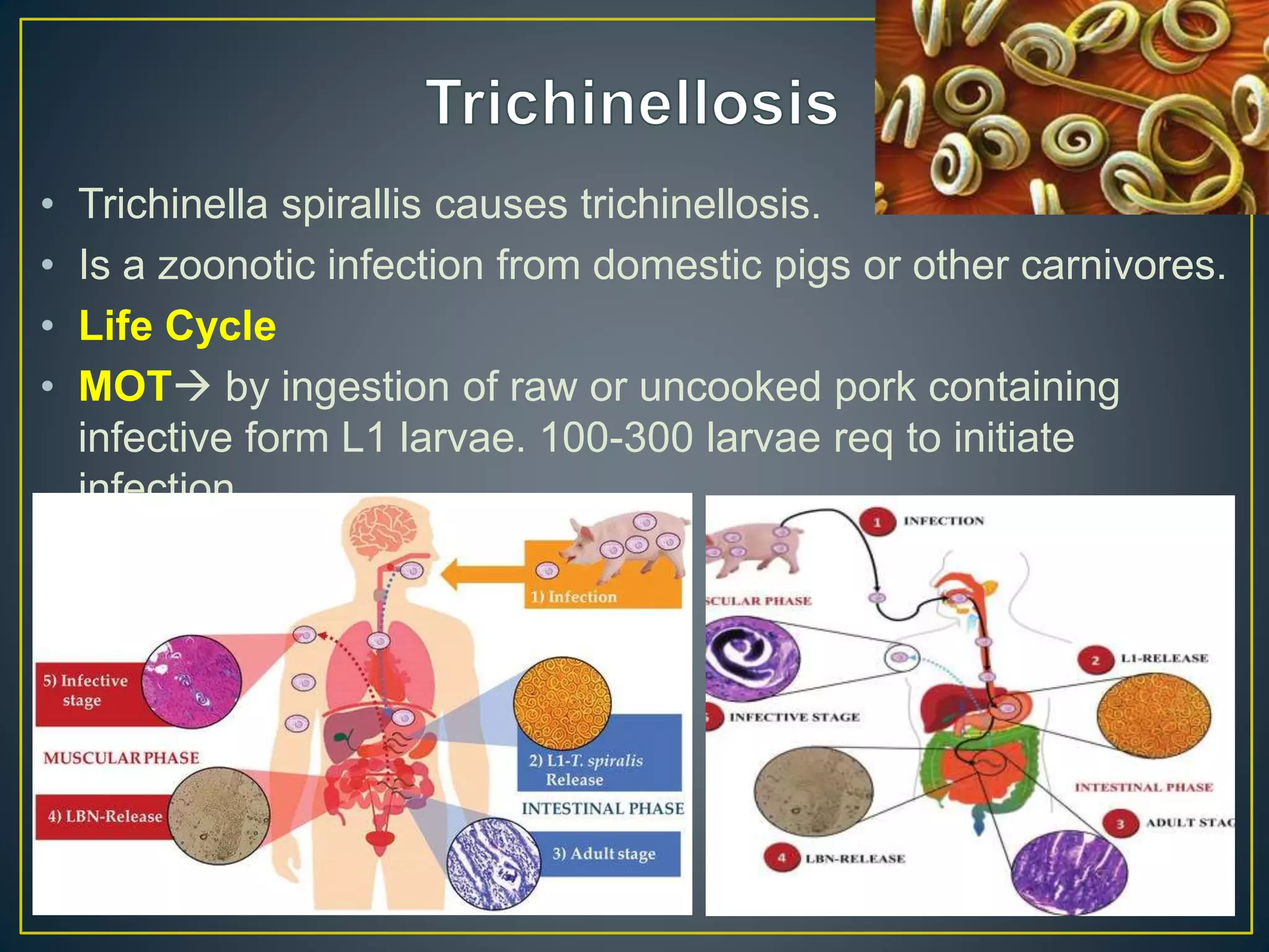 Parasitic infection of Skin, Soft tissue and Muskuloskeletal tissues.pptx