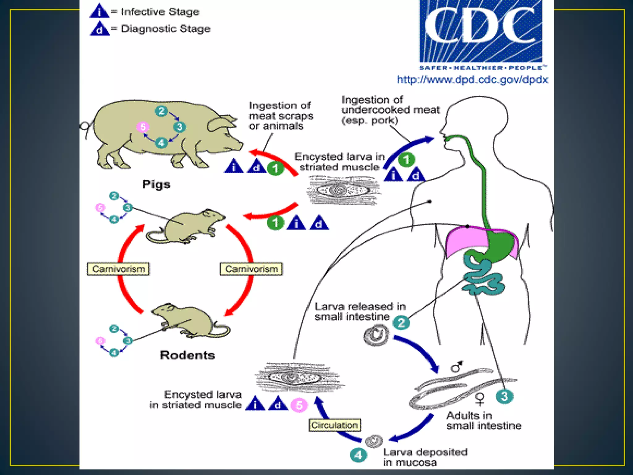 Parasitic infection of Skin, Soft tissue and Muskuloskeletal tissues.pptx