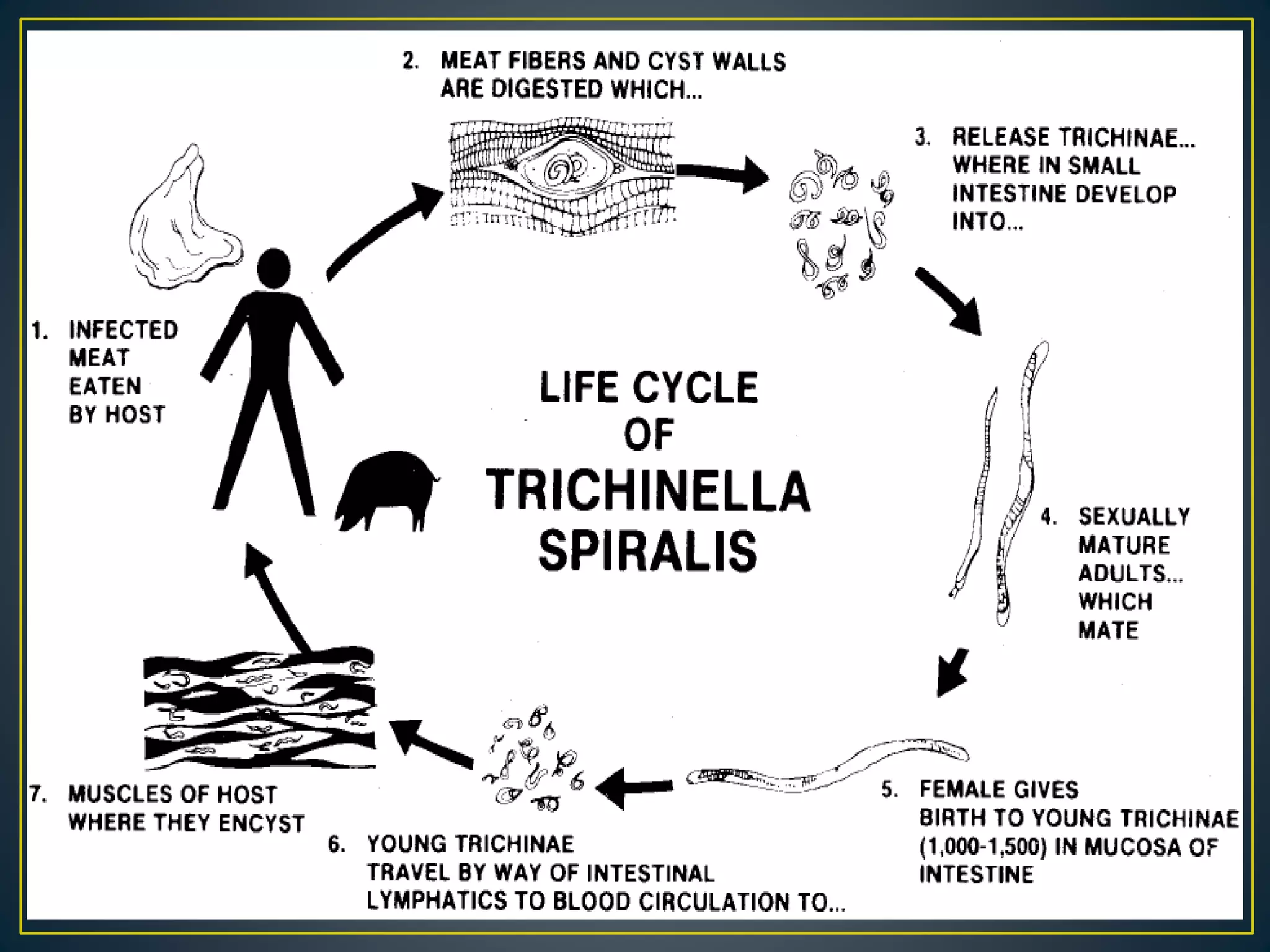Parasitic infection of Skin, Soft tissue and Muskuloskeletal tissues.pptx