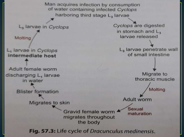Parasitic infection of Skin, Soft tissue and Muskuloskeletal tissues ...
