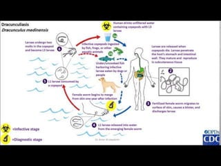 Parasitic infection of Skin, Soft tissue and Muskuloskeletal tissues.pptx