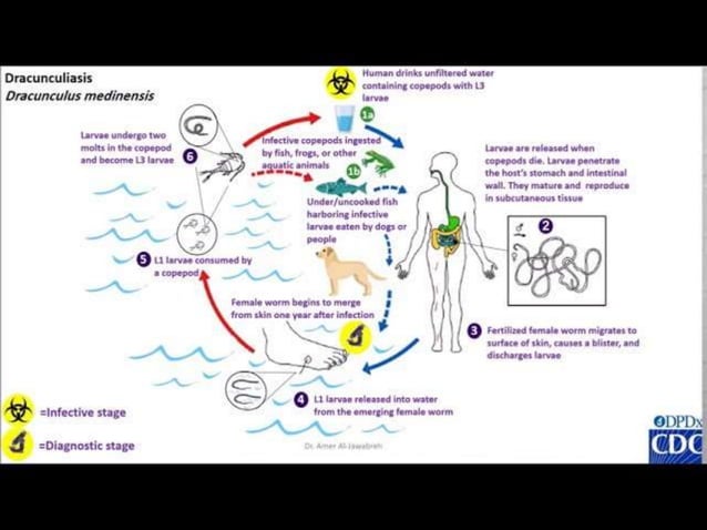 Parasitic infection of Skin, Soft tissue and Muskuloskeletal tissues ...