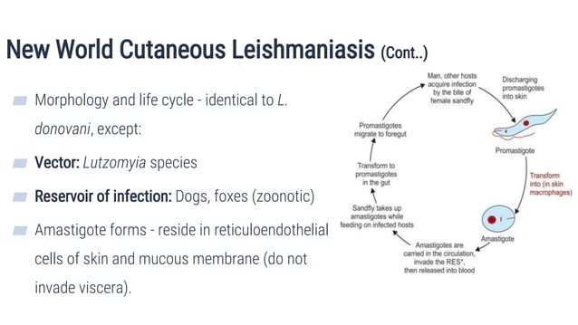 Parasitic Infections of Skin, Soft tissue and musculoskeletal system dr ...