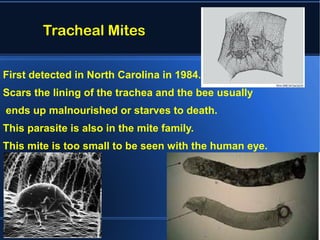 Parasitic mites and the honeybee | ODP