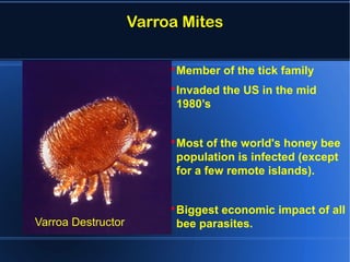 Parasitic mites and the honeybee | ODP