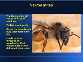 Parasitic mites and the honeybee | ODP